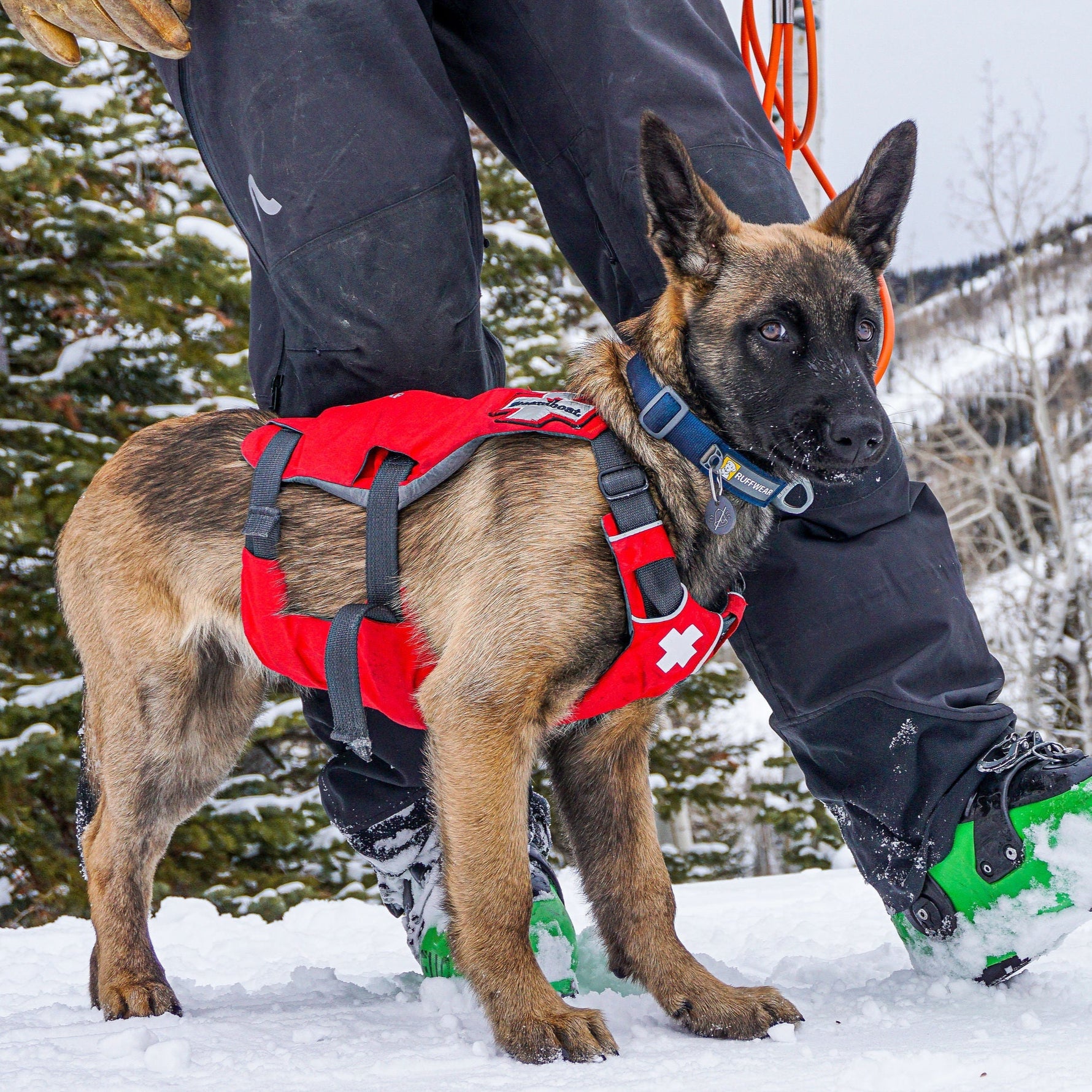 Avalanche Dogs